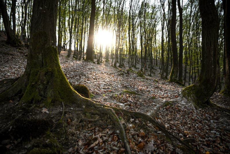 Spring Forest at Sunset. Young Green Leaves Stock Image - Image of ...