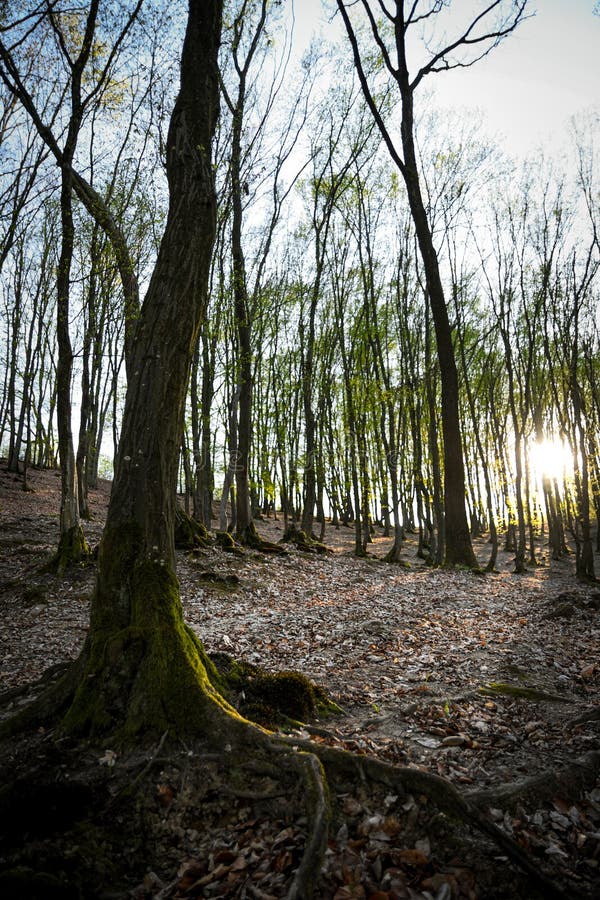 Spring Forest at Sunset. Young Green Leaves Stock Image - Image of ...