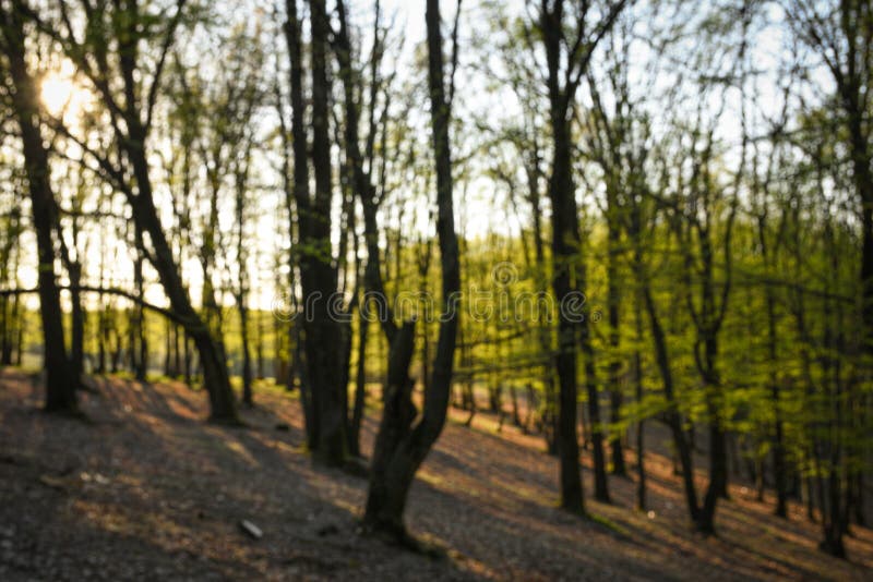 Spring Forest at Sunset. Young Green Leaves Stock Photo - Image of ...