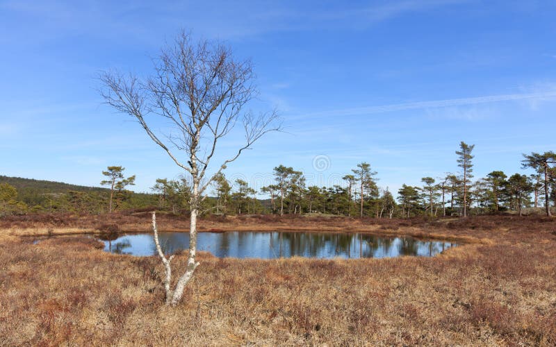 Spring in the Forest, Swamp with Birch Tree in Front of a Pond Norway ...
