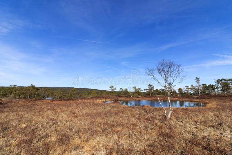 Spring in the Forest, Swamp with Birch Tree in Front of a Pond Norway ...