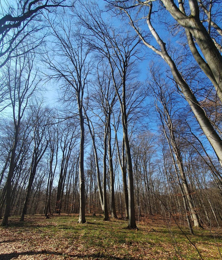 Spring Forest with Tall Slender Trees, through Which Sunlight Shines ...