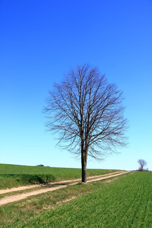Spring Forest Theme: Leafless Trees and Blue Sky Stock Photo - Image of ...