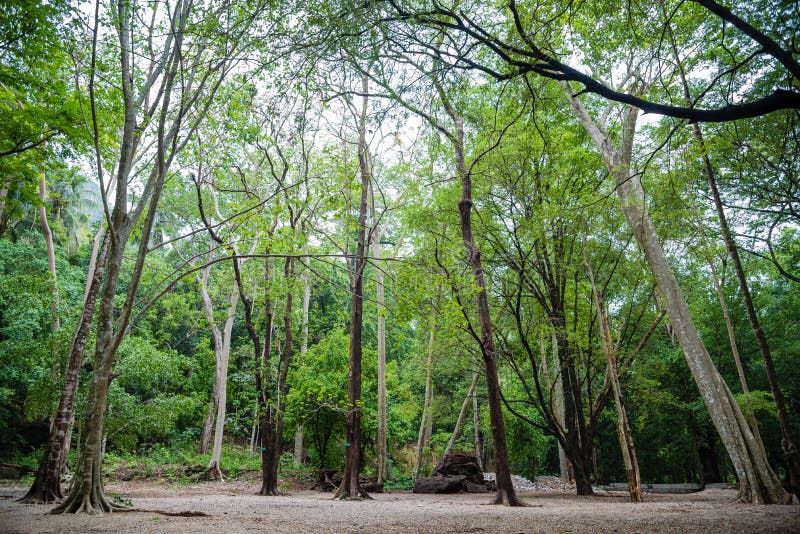 Spring Forest with Thick and High Trees Stock Image - Image of high ...
