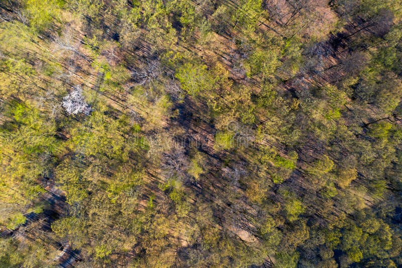 Spring forest top view stock photo. Image of environment - 182593016