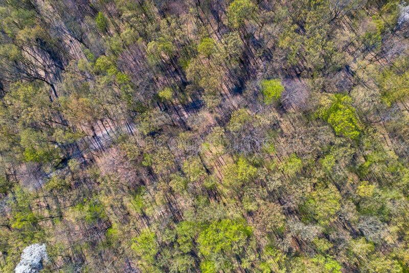 Spring forest top view stock photo. Image of rural, beautiful - 182593044