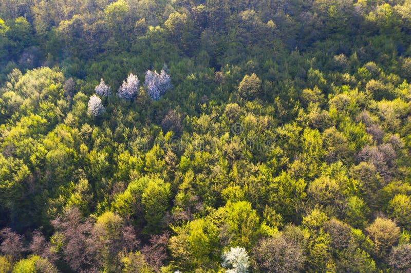 Spring forest top view stock photo. Image of drone, beautiful - 182593188