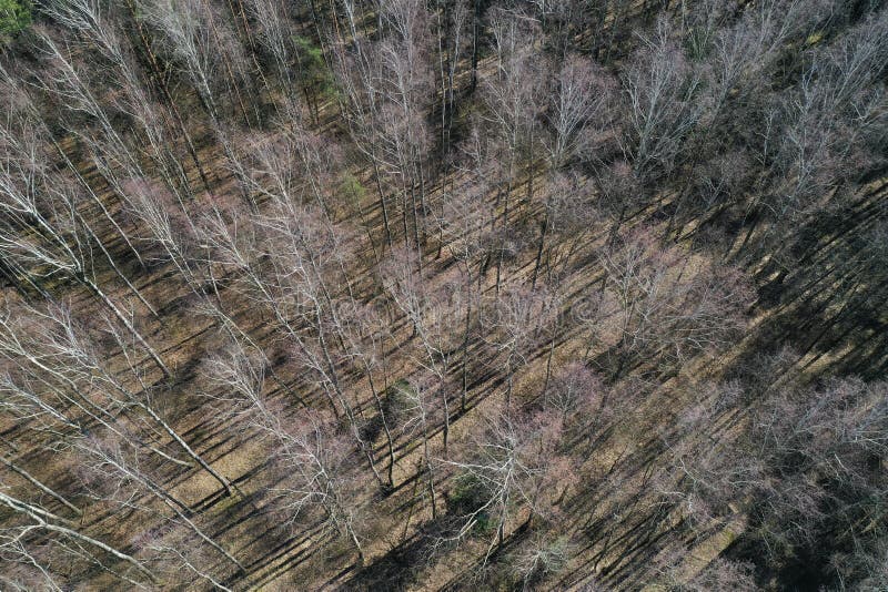 Spring Forest Top View Aerial Photography from a Drone Stock Image ...