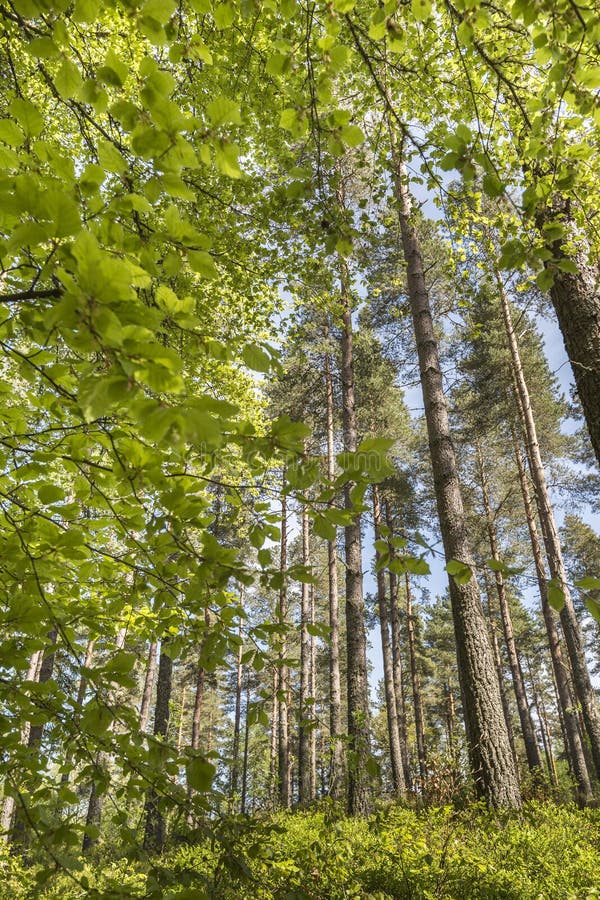 Inverness in the spring stock image. Image of buildings - 1770629