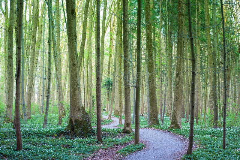 Hiking Path through a Forest Stock Photo - Image of wooded, forest ...