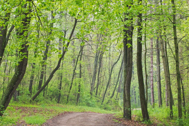 Forest Trail in Spring stock photo. Image of nature, exercise - 142026