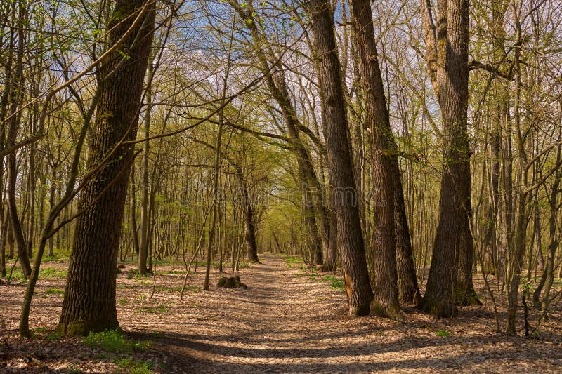 Spring Forest Trail with Sunlight...2 2 Stock Image - Image of ...
