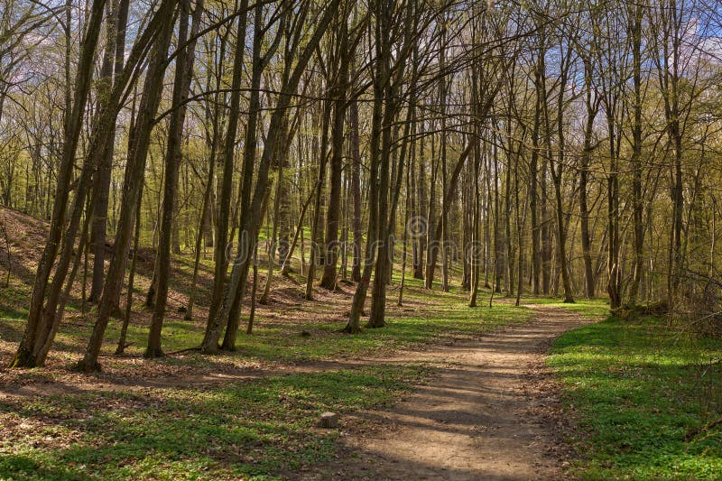 Spring Forest Trail with Sunlight...2 2 Stock Photo - Image of green ...
