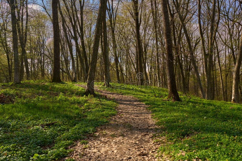 Spring Forest Trail with Sunlight...2 2 Stock Image - Image of shadows ...