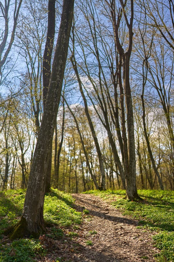 Spring Forest Trail with Sunlight...2 2 Stock Photo - Image of outdoors ...