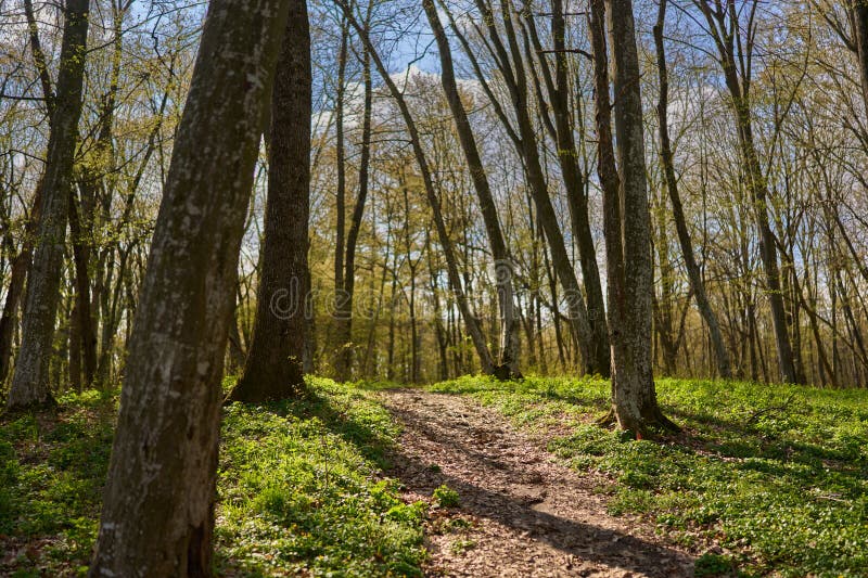 Spring Forest Trail with Sunlight...2 2 Stock Image - Image of green ...