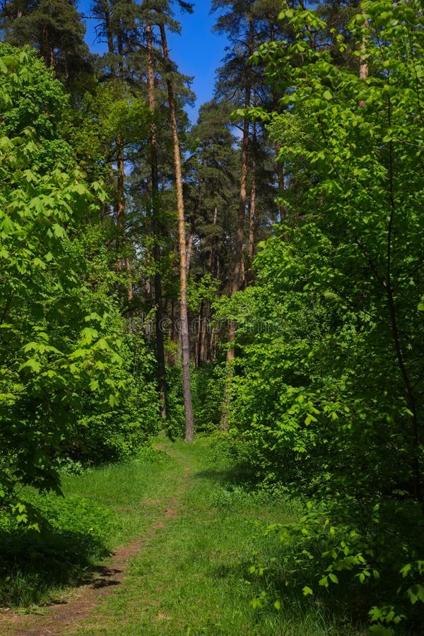 Spring forest trails. stock photo. Image of outdoors - 92990936