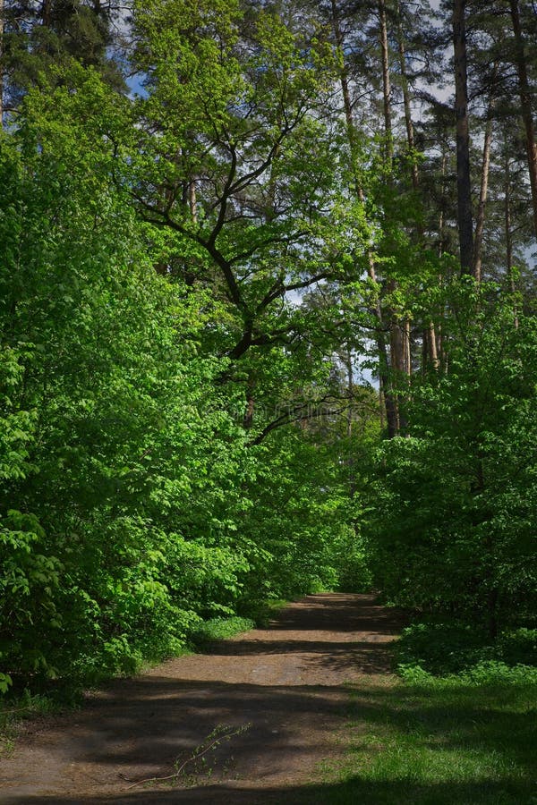 Spring forest trails. stock photo. Image of natural, park - 92990972