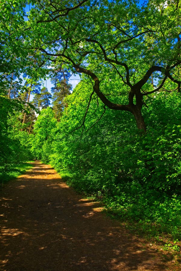 Spring forest trails. stock photo. Image of colorful - 92991292
