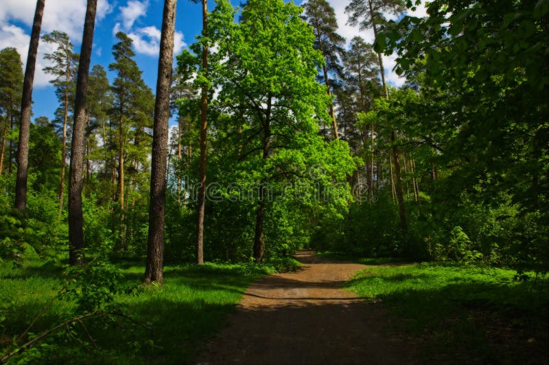 Spring forest trails. stock photo. Image of natural, park - 92990972