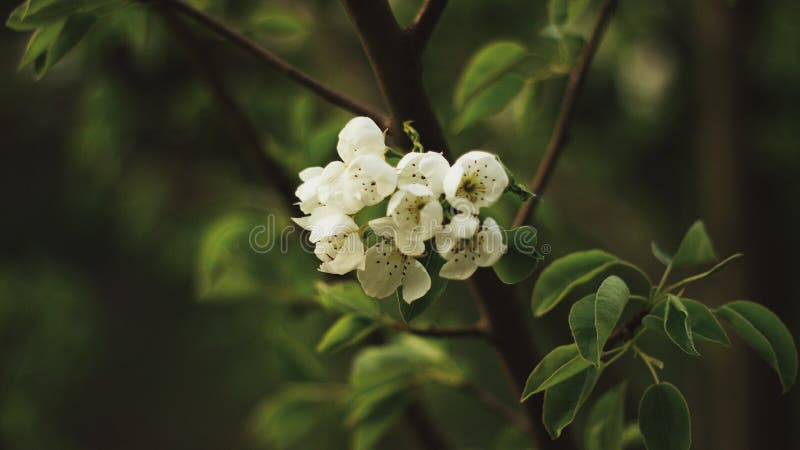 Spring Forest, the Tree Blooms in the Forest. Editorial Stock Photo ...