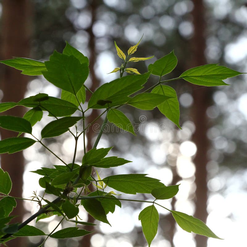 Spring forest stock photo. Image of nature, bright, tree - 185061388