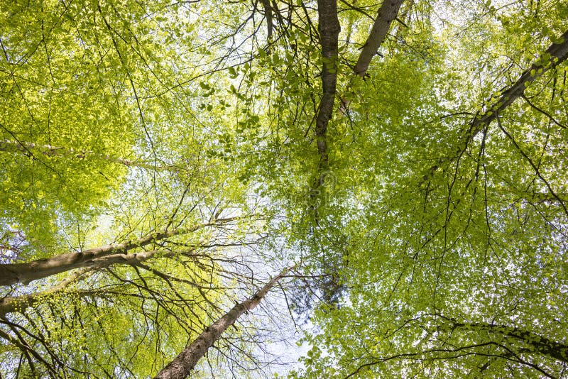 Spring forest stock photo. Image of common, outside, forest - 30763996