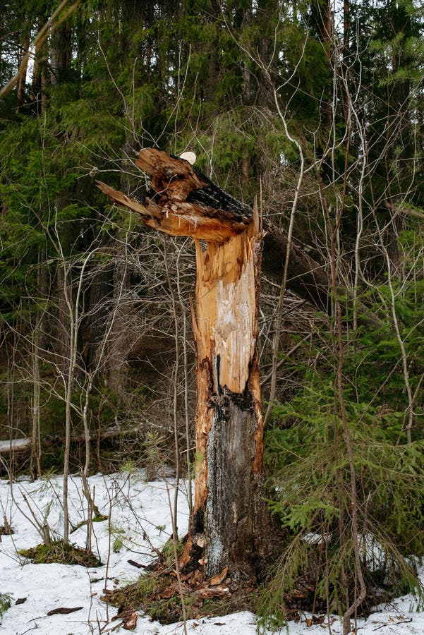 Spring Forest. Trees Broken by a Wind Stock Image - Image of background ...
