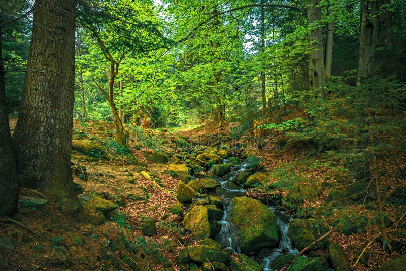 In the spring forest stock photo. Image of coniferous - 38917848