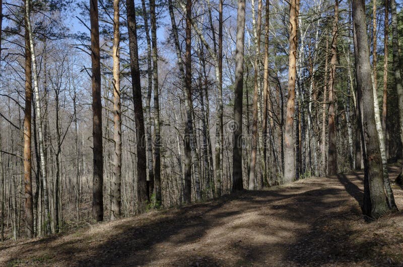 Spring Forest Trees Landscape. View Forest Background in Spring Forest ...