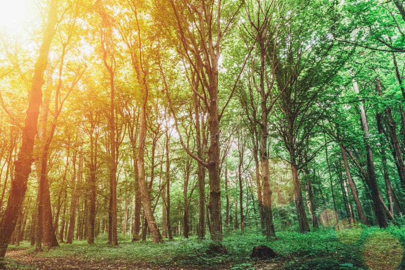 A Spring Forest Trees. Nature Green Wood Sunlight Backgrounds Stock ...