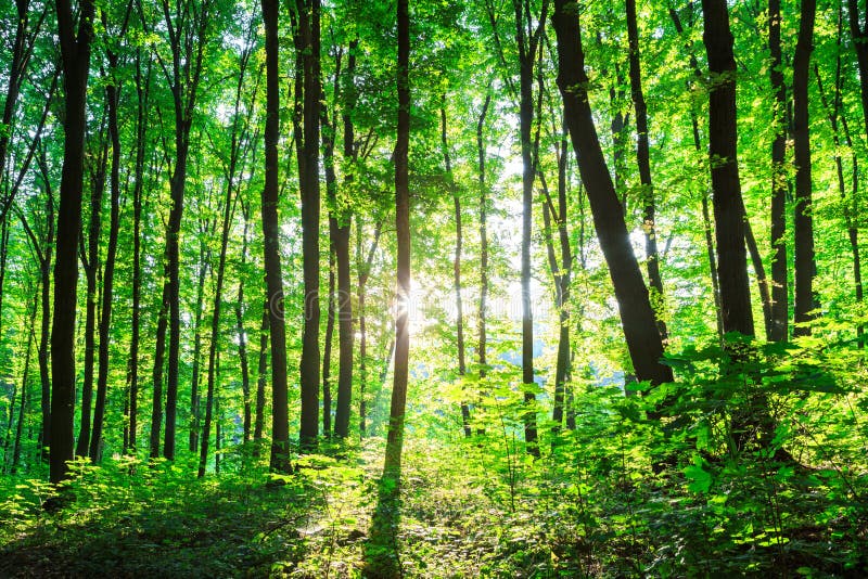 Spring Forest Trees. Nature Green Wood Sunlight Backgrounds Stock Image ...