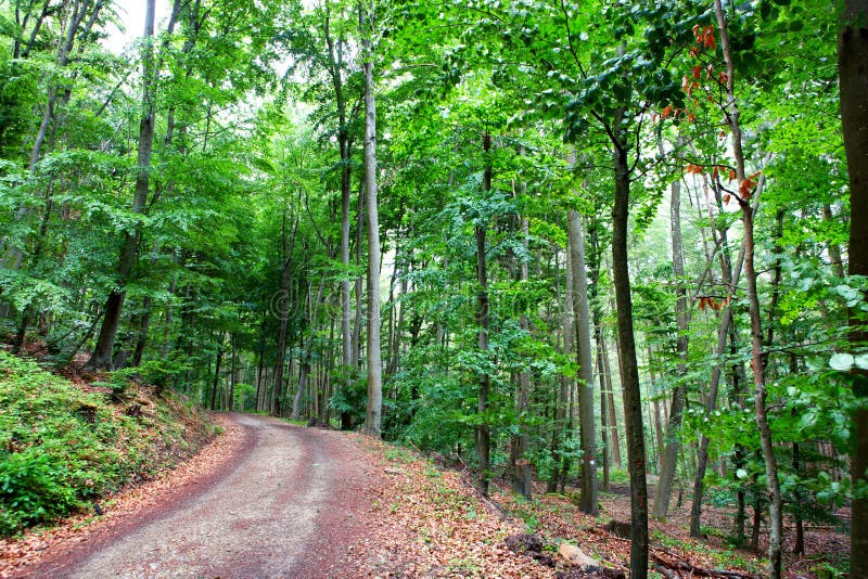 Spring Forest with Trees and Path. Stock Image - Image of pathway ...