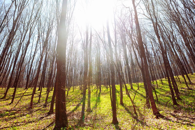 Spring forest trees stock image. Image of scenic, forest - 206569693