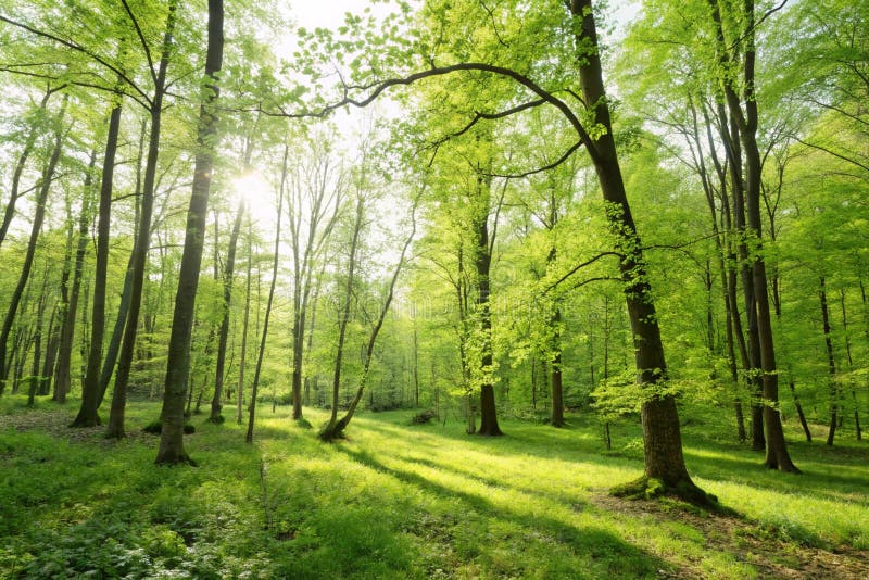 Spring Forest Trees with Sunlight Backgrounds Stock Illustration ...