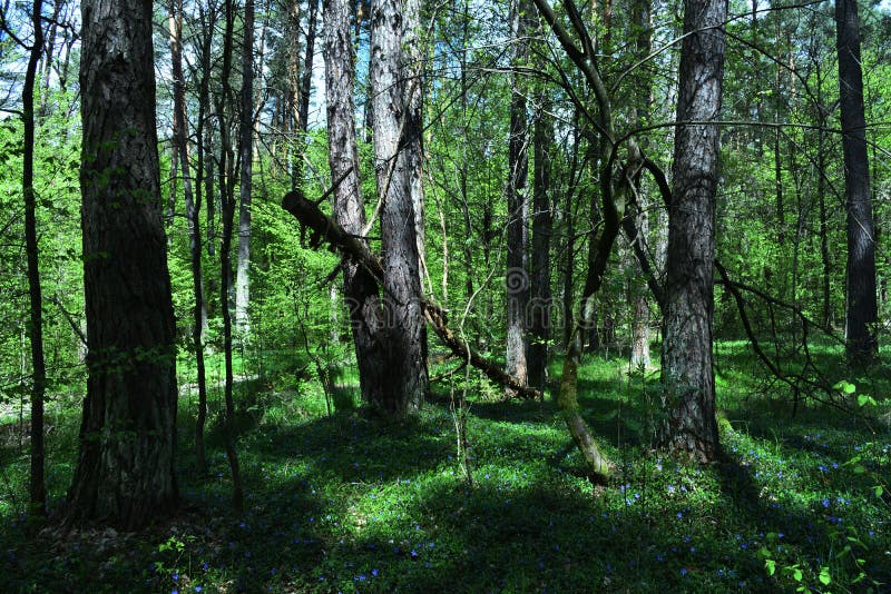 Forest thickets in spring stock photo. Image of branch - 218763772