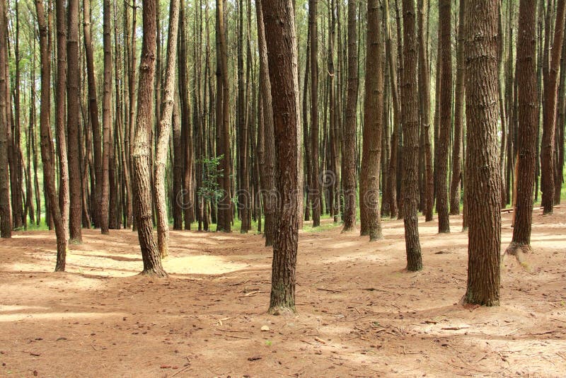 Spring forest treetops stock image. Image of environment - 31756263