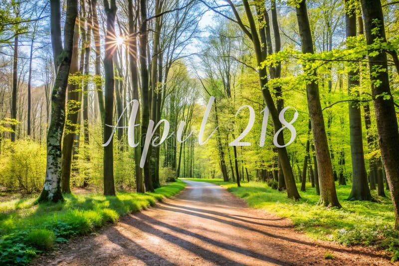 Spring Forest Walk in April Stock Illustration - Illustration of nature ...