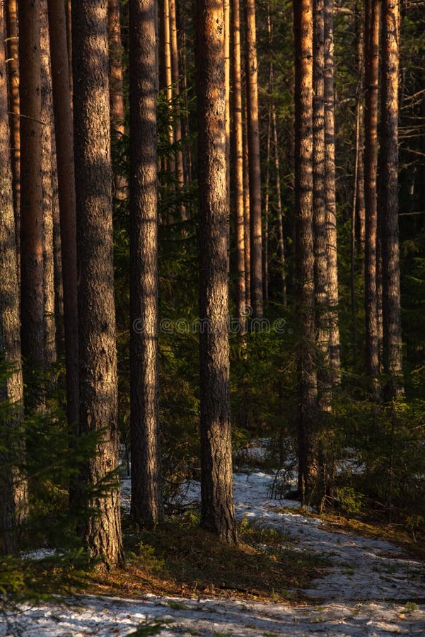 Spring Forest at Warm Sunset Stock Photo - Image of coniferous, dawn ...