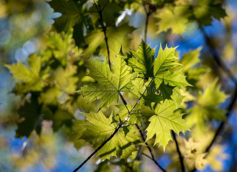 Young maple leaves stock photo. Image of plant, foliage - 116555548