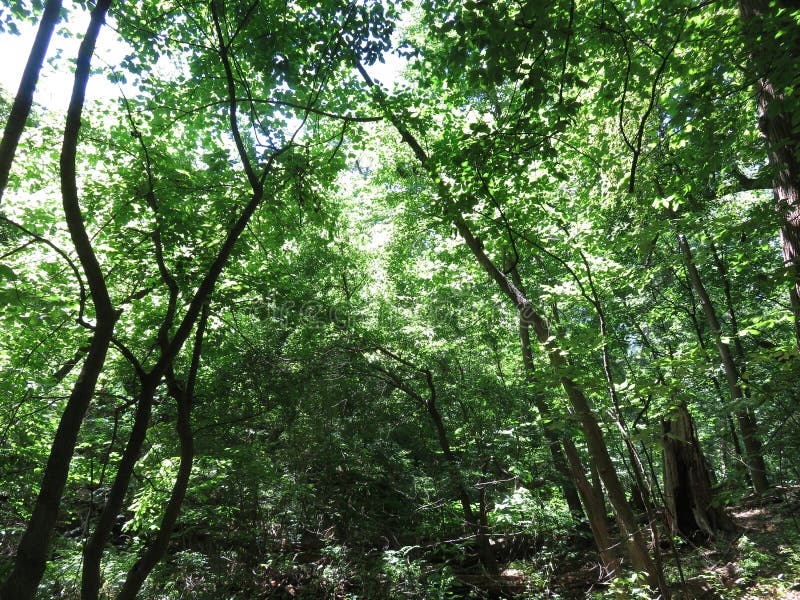 Spring Forest in Washington DC in June Stock Image - Image of spring ...