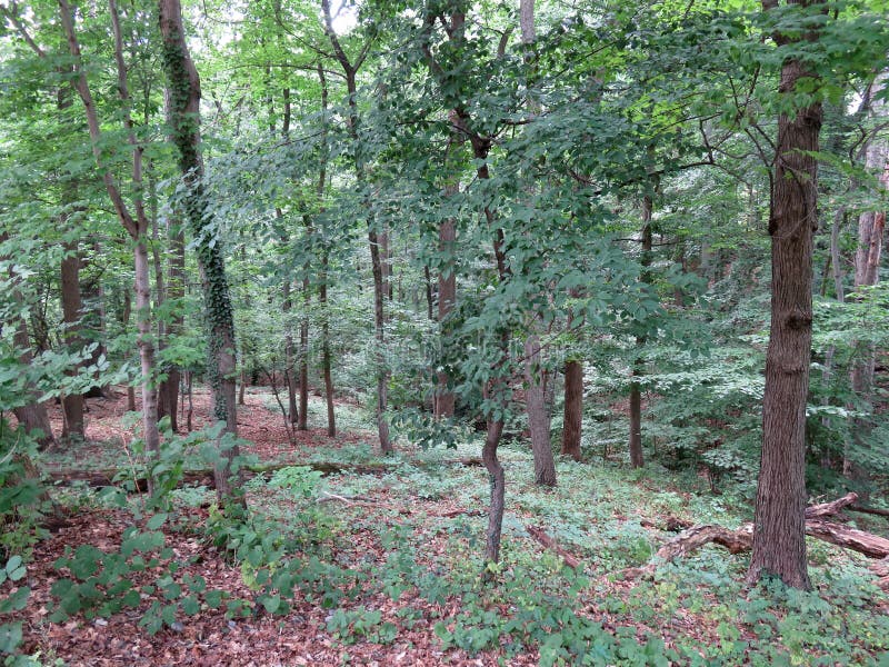 Spring Forest in Washington DC Stock Photo - Image of washington ...