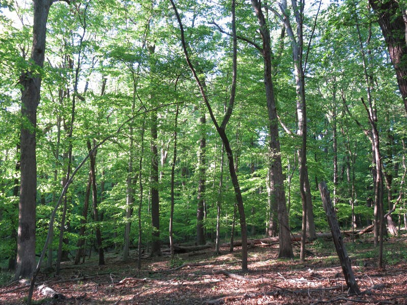Spring Forest in Washington DC in Spring Stock Image - Image of trees ...