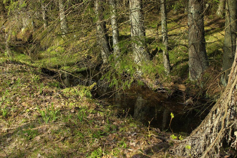 Spring Forest with Water and Trees Stock Photo - Image of macro, grass ...