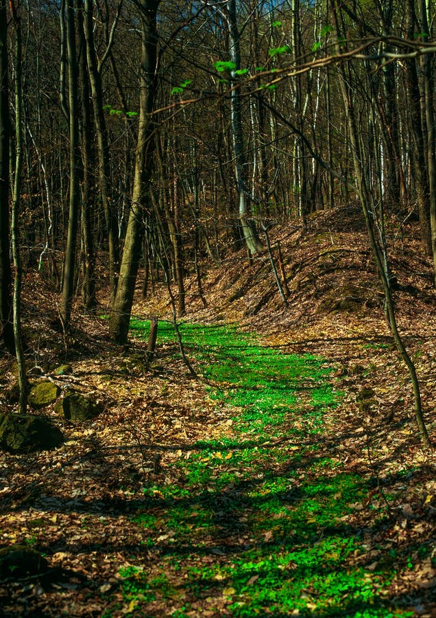 Spring Forest Way stock image. Image of peace, exteriors - 142131347