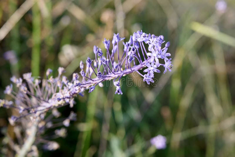 Bifoliate Leaf Stock Photos - Free & Royalty-Free Stock Photos from ...
