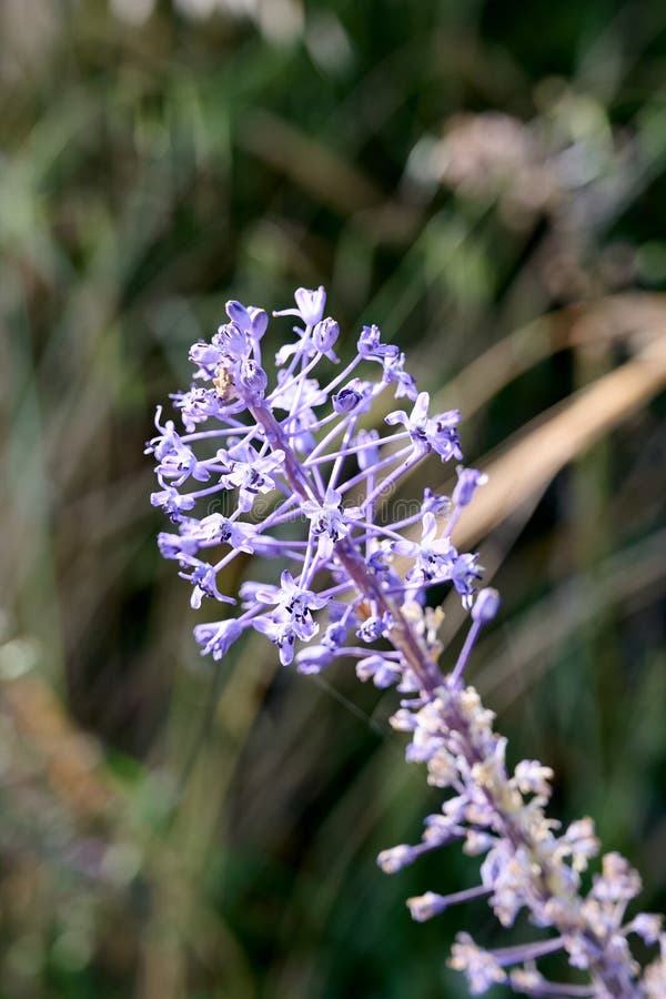 In the Spring in the Forest in the Wild Blooms Snowdrop Bifoliate ...