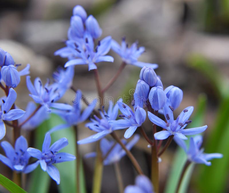 Bifoliate Leaf Stock Photos - Free & Royalty-Free Stock Photos from ...