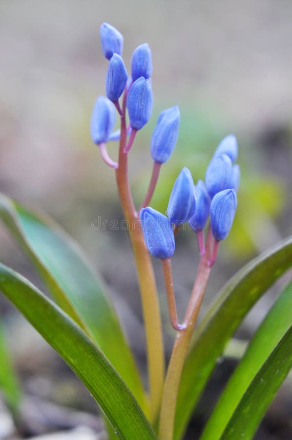 Bifoliate Leaf Stock Photos - Free & Royalty-Free Stock Photos from ...