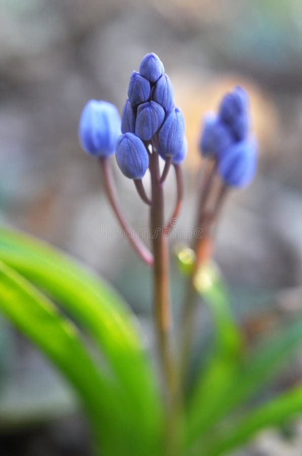 Bifoliate Leaf Stock Photos - Free & Royalty-Free Stock Photos from ...